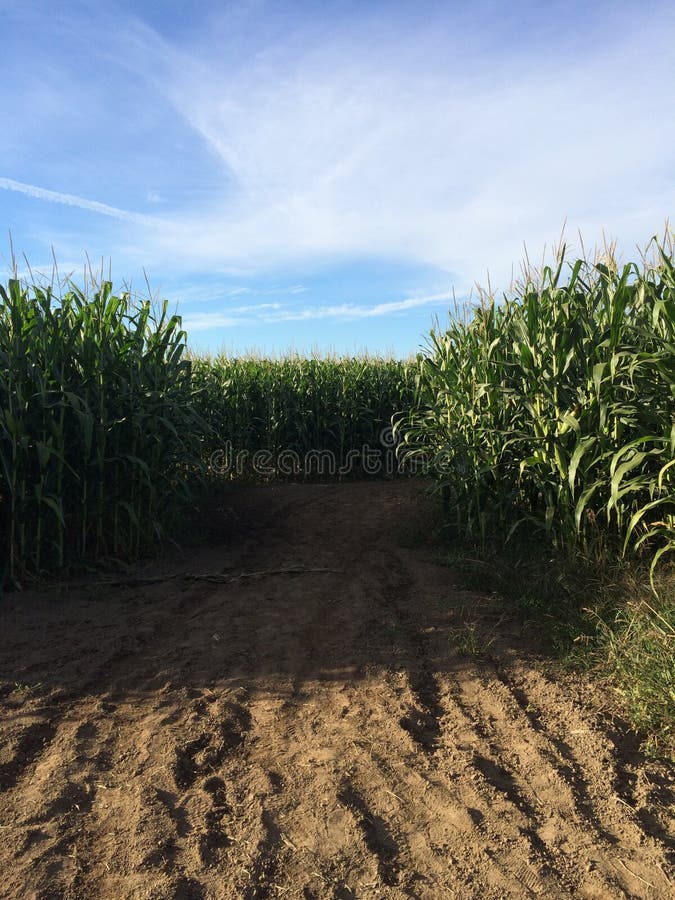 Green stock photo. Image of dirty, green, uncertainty - 47637066