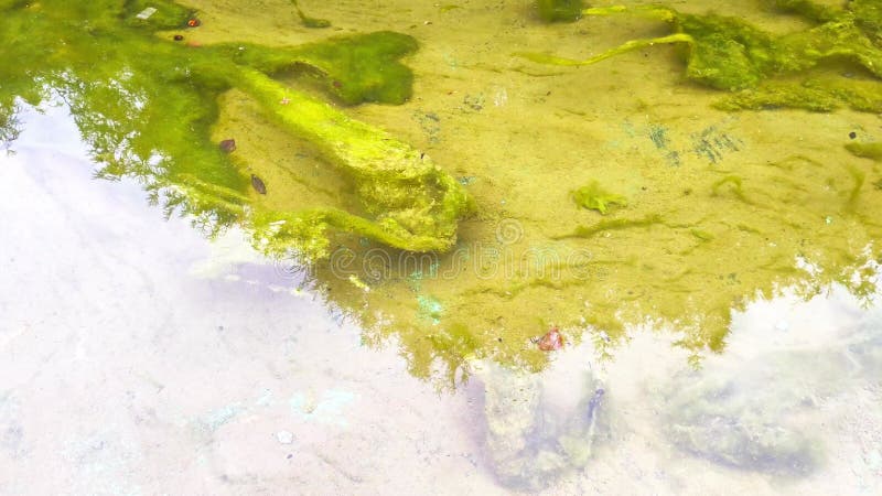 Green Dirty Water in Which Mud and Algae Float, Background Stock Video ...