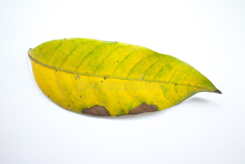 Longan and Disease Threats, Pests of Asian Farmers Stock Image - Image ...