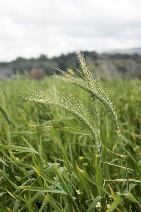 Green and Double Wheat Heads Stock Photo - Image of nature, green ...