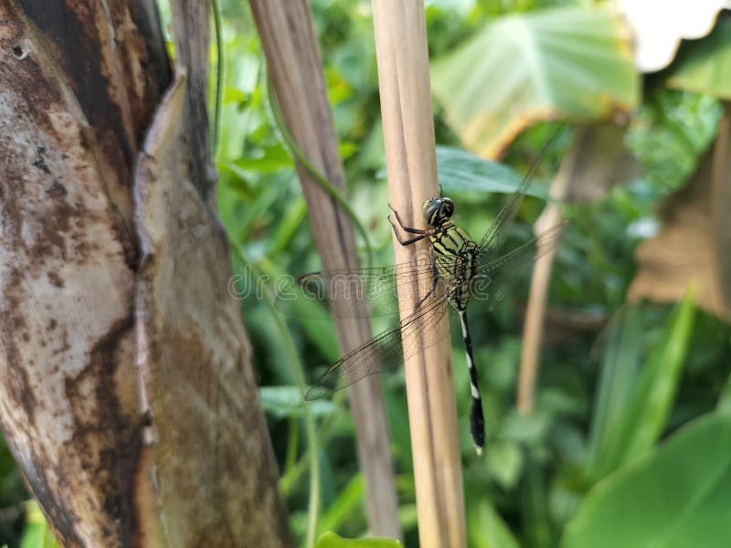 Green dragon fly stock photo. Image of green, animal - 264457310