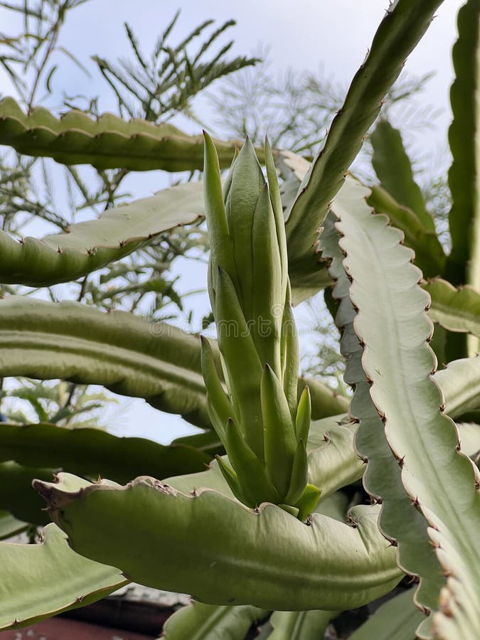 Green Dragon Fruit Plant, Close Up Stock Photo - Image of growth ...