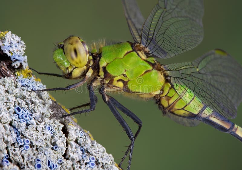 Green dragonfly stock image. Image of wings, flying, nature - 10559665