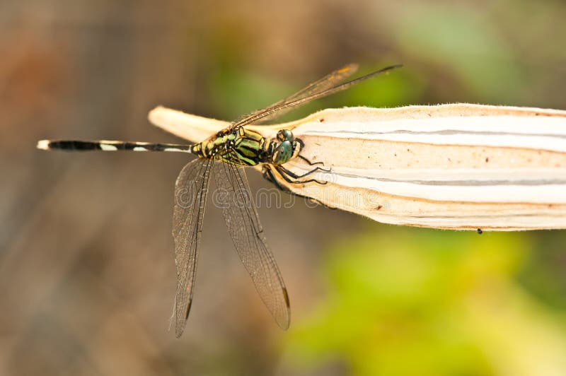 Green dragonfly stock photo. Image of wing, outdoor, insect - 36082234