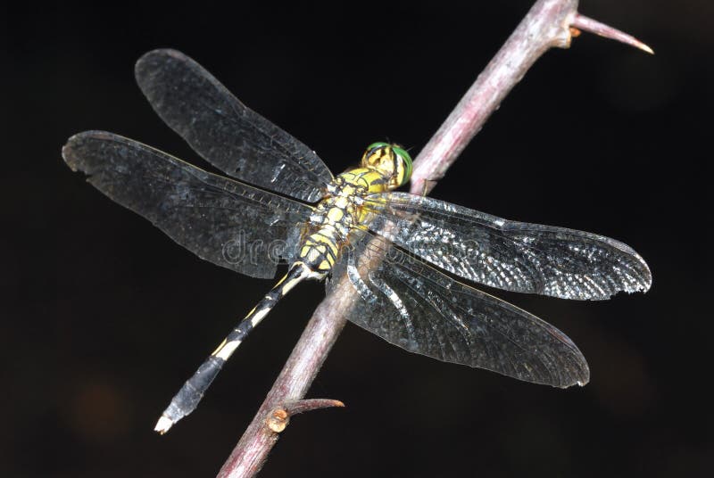 Green Dragonfly stock photo. Image of insect, green, wings - 69403676