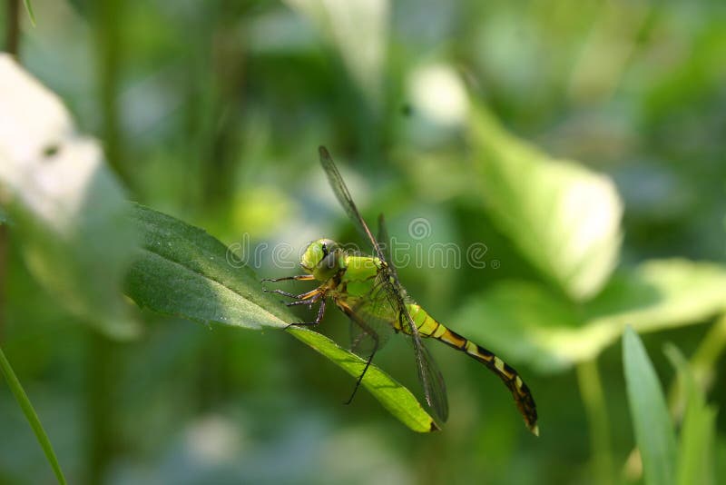 Green Dragonfly stock photo. Image of insect, green, wings - 69403676
