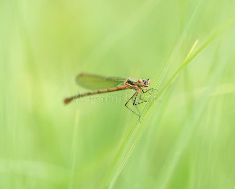Green dragonfly stock photo. Image of lake, biology, dragonflies - 43296732
