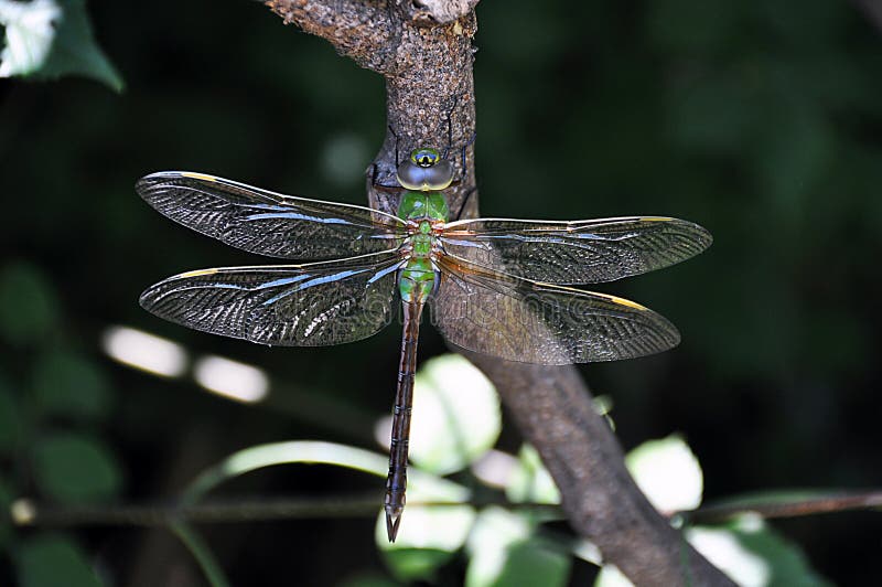 Green Dragonfly Close Up with Transparent Wings Stock Image - Image of ...