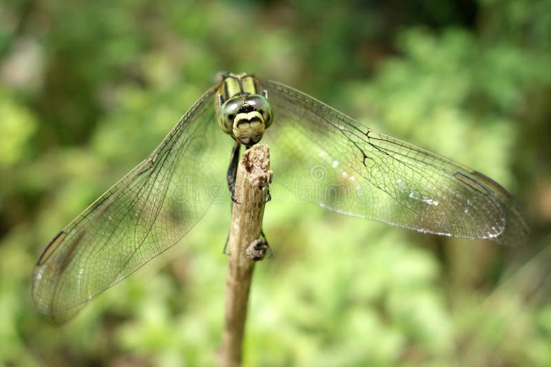 A green dragonfly stock image. Image of alone, insects - 32820905