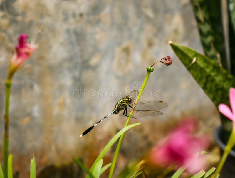 A Green Dragonfly that always Flies Alone Stock Photo - Image of flies ...