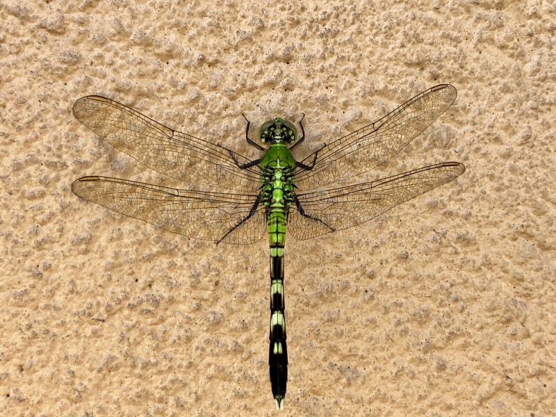 Green Dragonfly stock photo. Image of insect, resting - 122561924