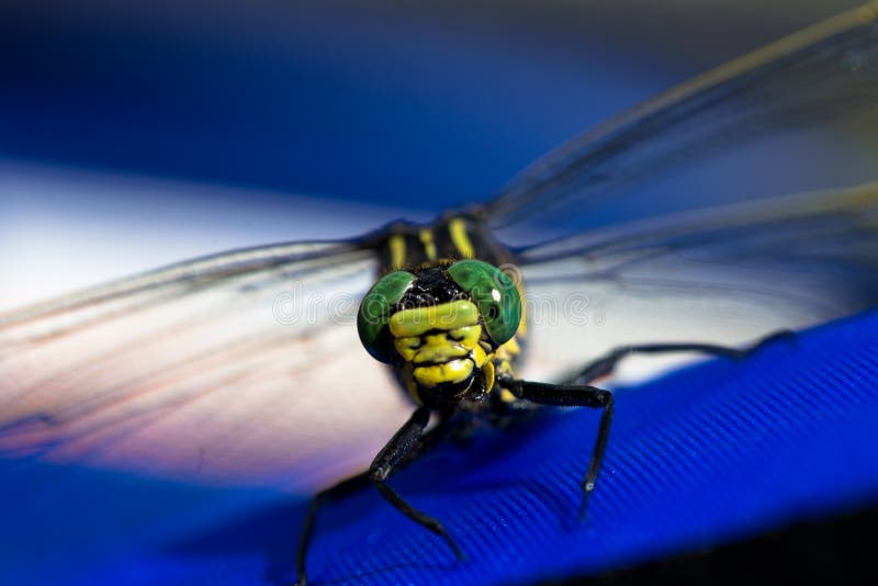 Green dragonfly insect stock photo. Image of angle, grass - 193881544