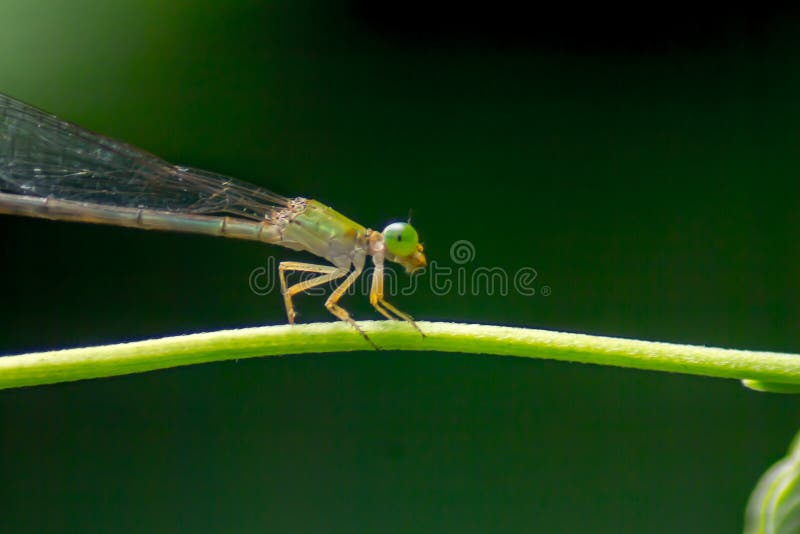 Green Dragonfly Insect in Nature Environment Stock Image - Image of ...