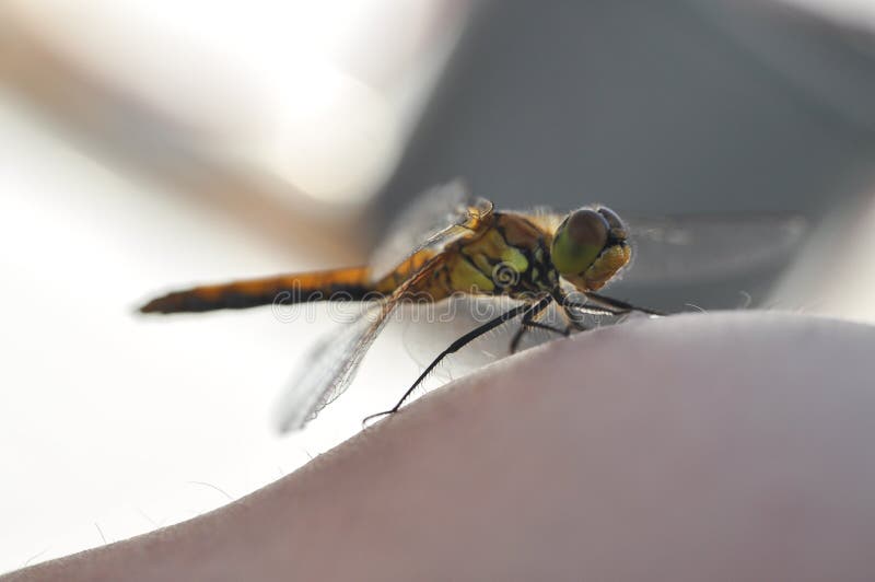 Green Dragonfly Sit on a Human Skin Stock Image - Image of small ...