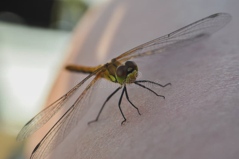 Green Dragonfly Sit on a Human Skin Stock Photo - Image of long ...