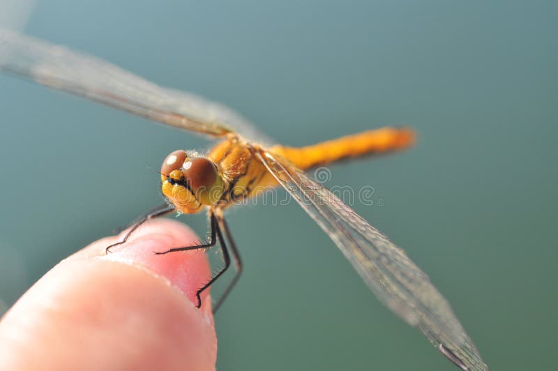 Green Dragonfly Sit on a Human Skin Stock Image - Image of dragonflies ...