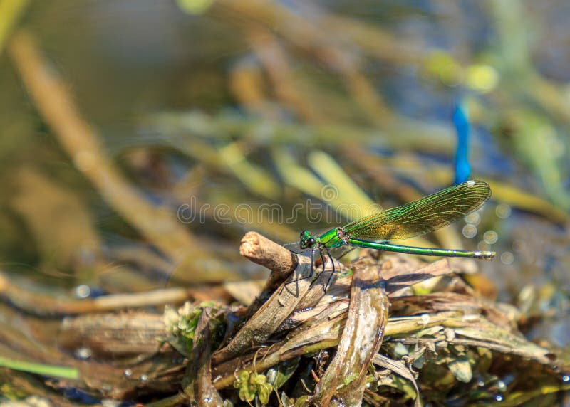 Green Dragonfly on Washed River Tree Stock Photo - Image of wildlife ...