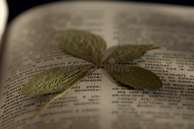 Green Dried Four-leaf Clover Fortunately Lying on the Book Stock Image ...