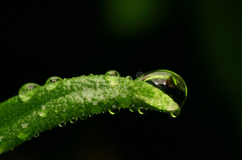 Green drop stock photo. Image of macro, fresh, droplet - 18226694