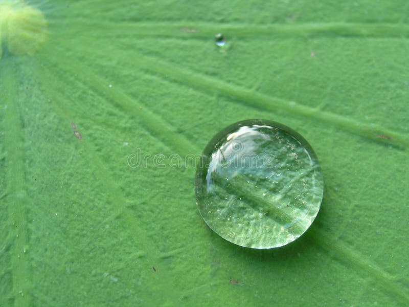 Perfect Leaf stock image. Image of leaf, nature, vivid - 624437