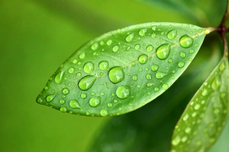 Green drops stock photo. Image of plant, colors, green - 11286950