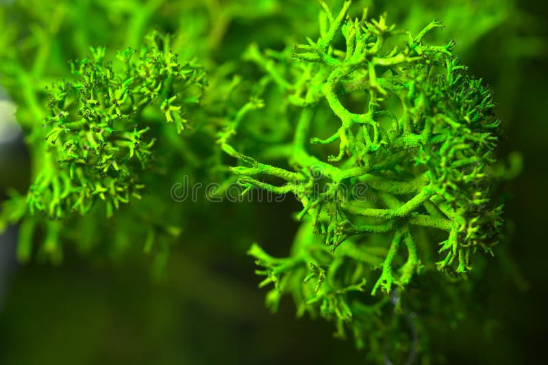 Green Dry Moss in Macro Close-up with Details. Stock Image - Image of ...