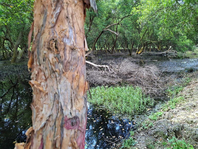 Mangroves and Small River in West Java Forests Lowland Stock Image ...