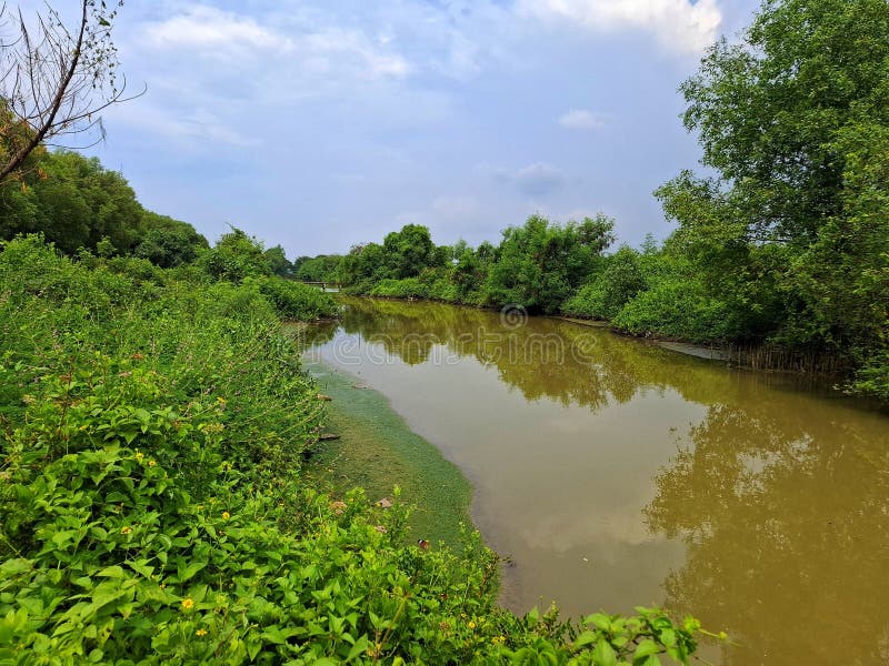 Small River West Java Forests Lowland Stock Photos - Free & Royalty ...