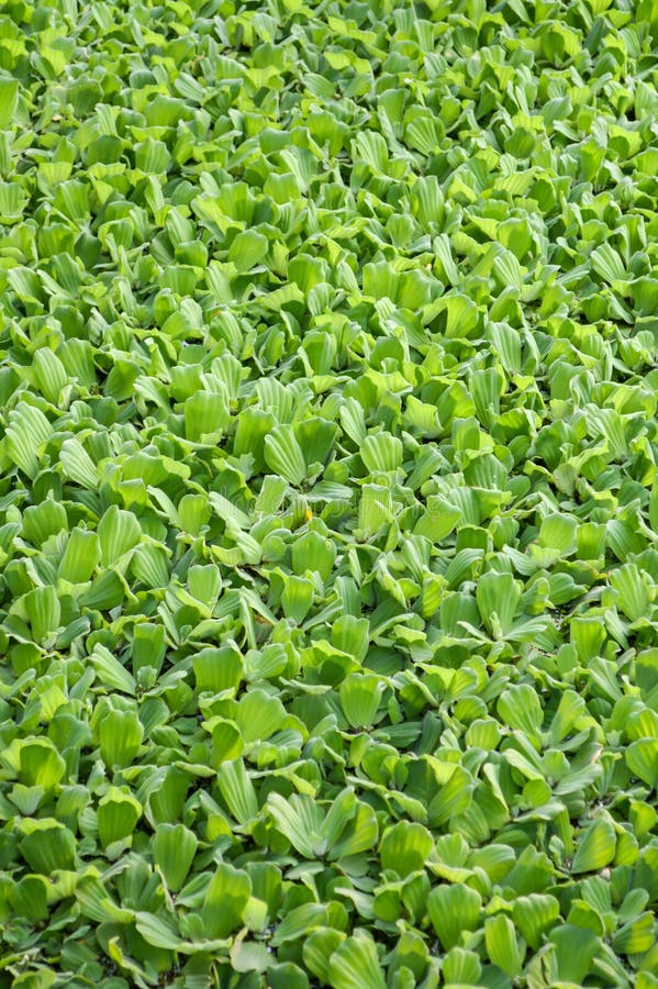 Dry Green Duckweed on the Ground Stock Image - Image of foliage ...