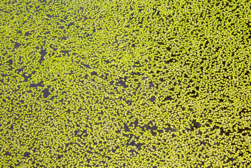 Green duckweed stock image. Image of ditches, lake, kroos - 60024441