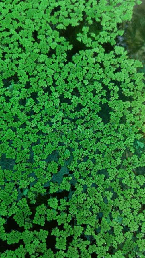 Dirt Floating on Clear Swimming Pool Water Surface Stock Image - Image ...