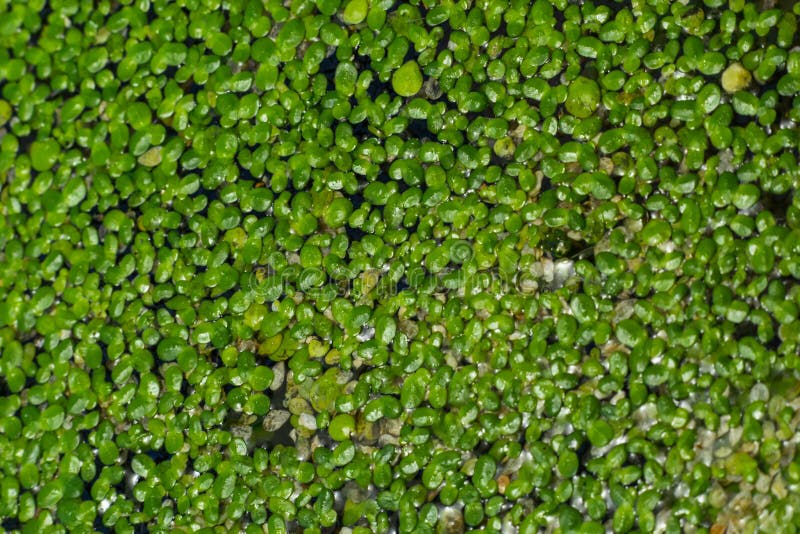 Green Duckweed Lemna Minor Floating on Water in the Pond Stock Photo ...