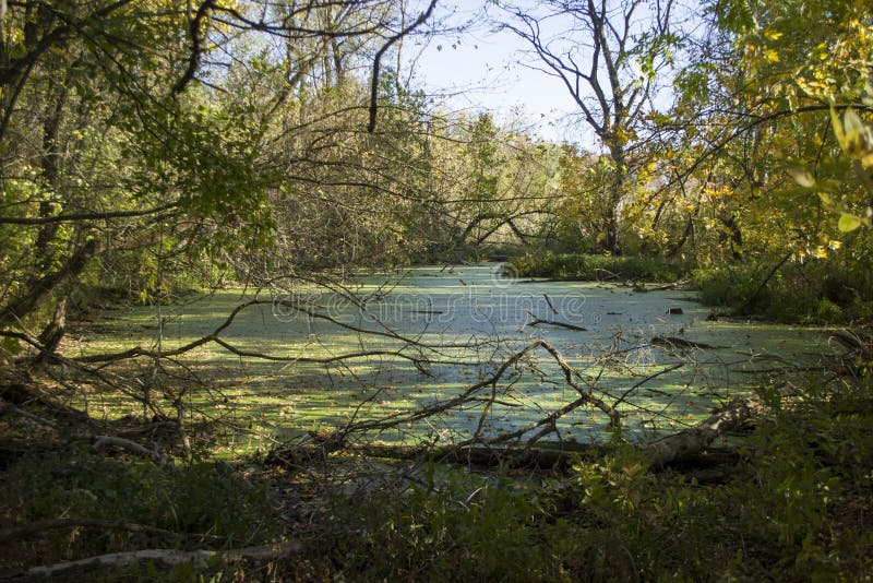Swamp in the Forest in Green Duckweed Stock Photo - Image of leaf ...