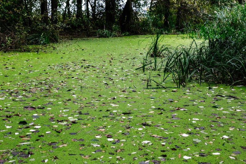 Green Duckweed on the Water Stock Photo - Image of aquatic, green ...