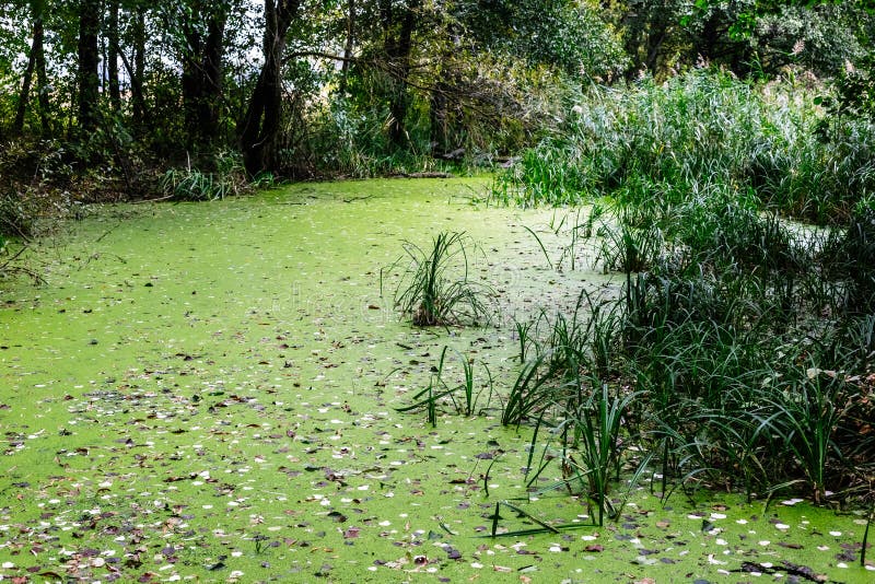 Green Duckweed on the Water Stock Photo - Image of aquatic, green ...