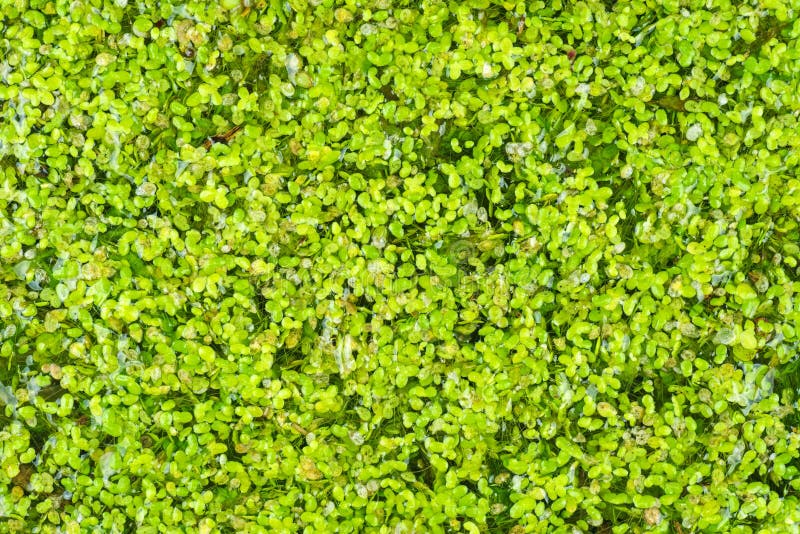 Duckweed or Water Lens, are Flowering Aquatic Plants Which Float on ...