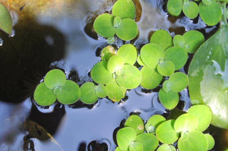 Green Duckweed on the Water Stock Photo - Image of abstract, aquatic ...