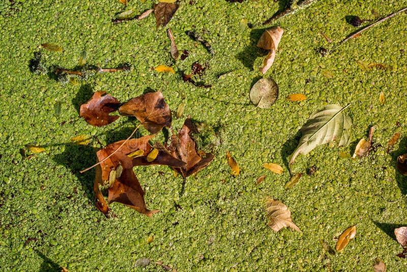 Green Duckweed in Water with Dry Leaves Stock Image - Image of ecology ...
