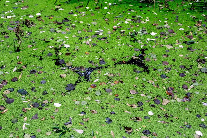 Green Duckweed on the Water Stock Photo - Image of aquatic, green ...