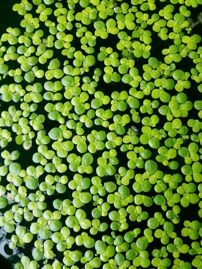 Green Dug in the Water.in the Large Basin Stock Photo - Image of bright ...