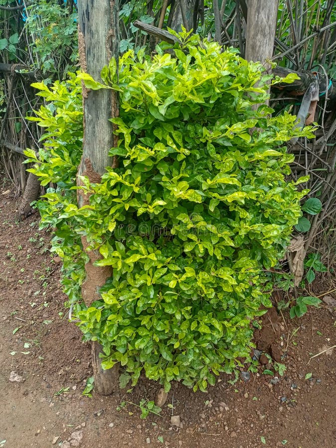 Green Duranta Plant with Yellow Border Stock Image - Image of botany ...