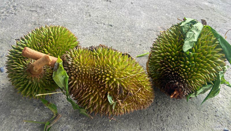 Green durian fruit stock image. Image of indicates, fruit - 263133857