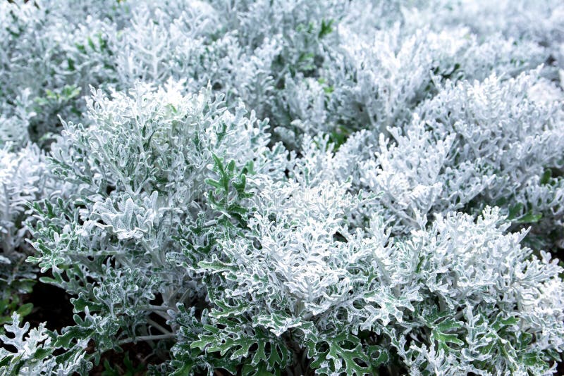 950 Dusty Miller Garden Stock Photos - Free & Royalty-Free Stock Photos ...