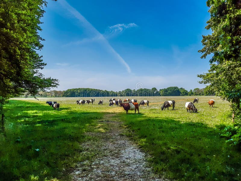 Green Dutch Countryside with Cows Stock Image - Image of dutch, cows ...