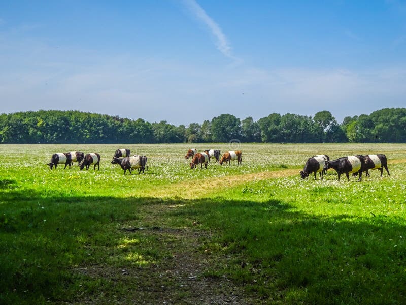 Green Dutch Countryside with Cows Stock Photo - Image of dutch ...