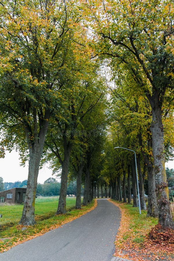 Green Dutch Landscape with Green Pasture, Old Road, Trees and Clouds ...