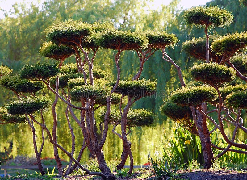 Green dwarf trees stock image. Image of trees, sunlight - 5316513