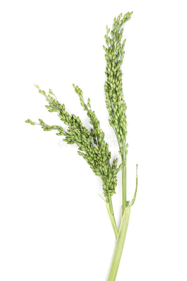 Green Raw Millet Isolated on White Background Stock Photo - Image of ...