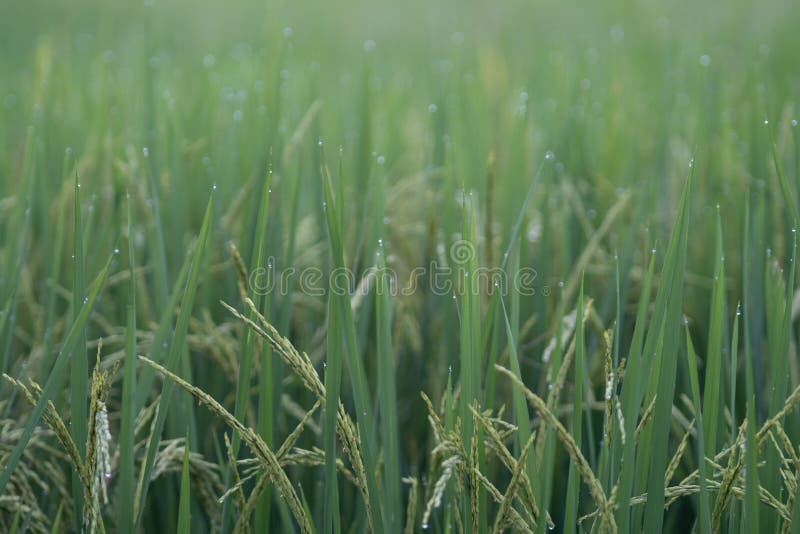 Green Ear of Rice in Paddy Rice Field Stock Image - Image of natural ...
