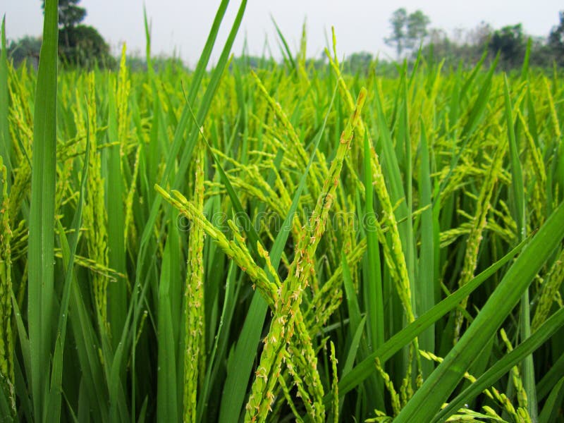 Green Ear of Rice in Paddy Rice Field. Green Rice Farm Stock Image ...